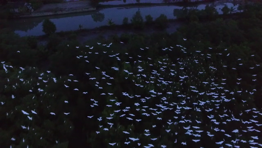 Mga migratory birds na Tagak sa Odiongan, dumarami ang populasyon