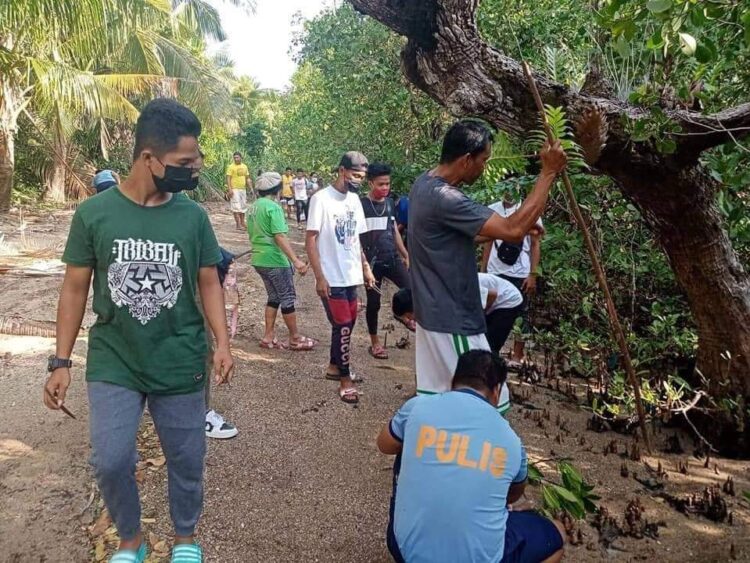 750 Mangrove seedlings, itinanim sa Cajidiocan, Romblon